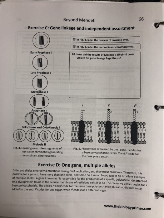 Solved Beyond Mendel 65 Exercise C: Gene linkage and | Chegg.com