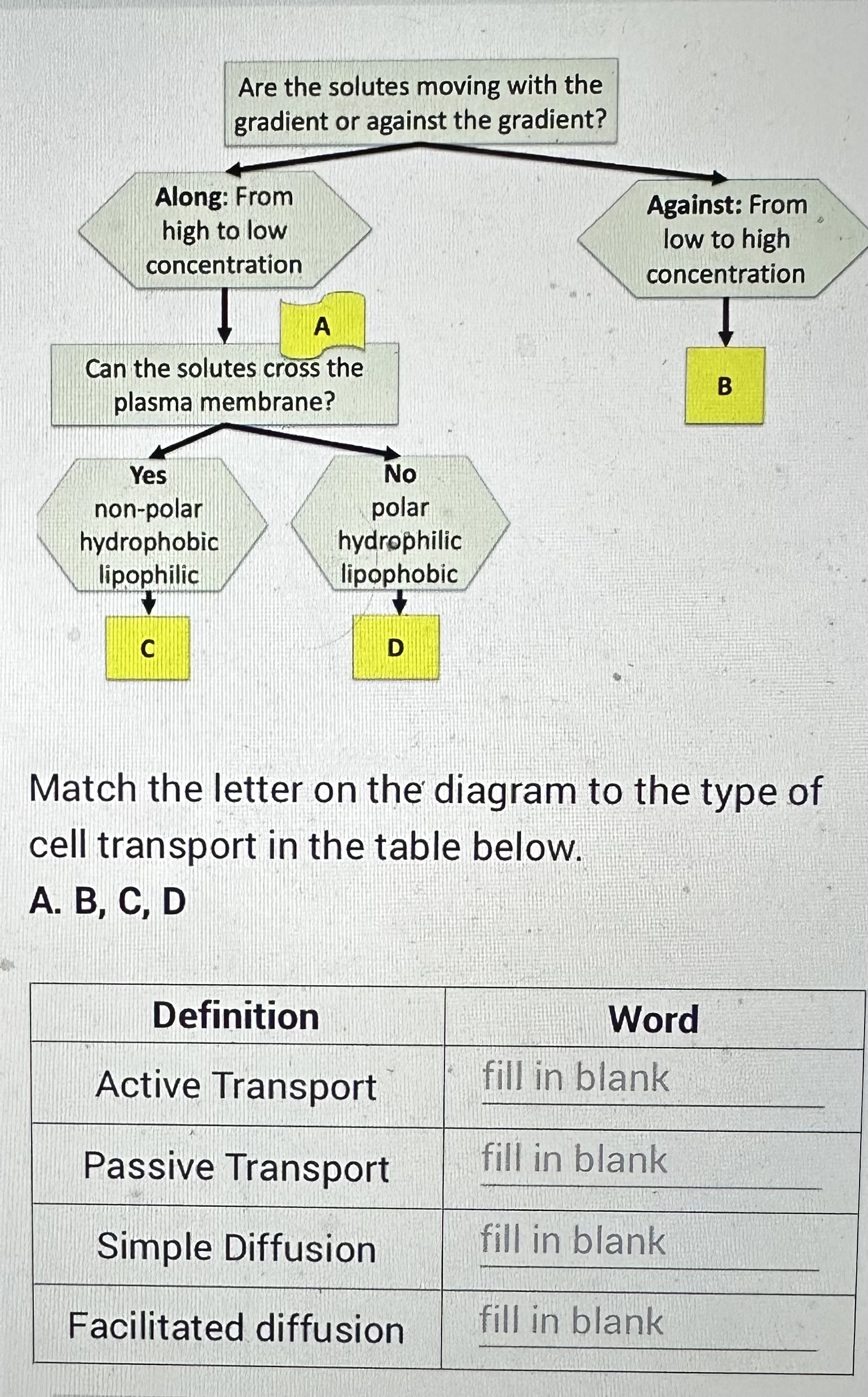 Solved Match the letter on the diagram to the type of cell | Chegg.com