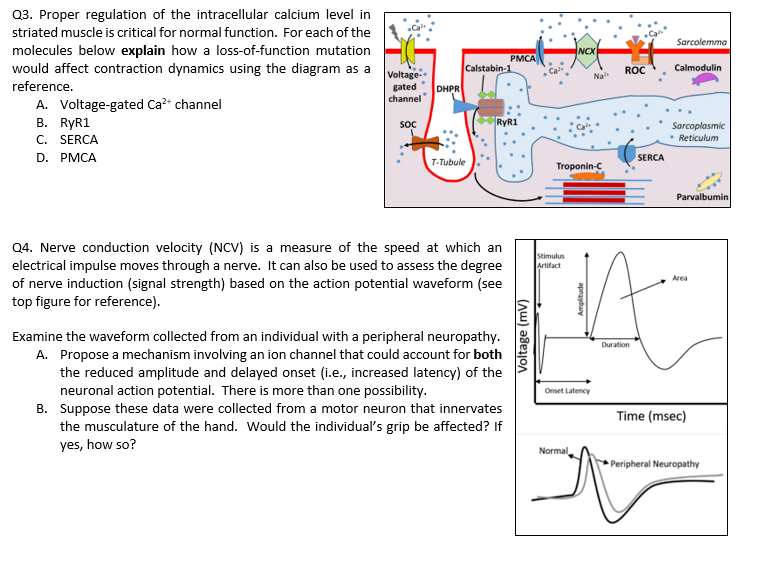 Solved Q3. Proper regulation of the intracellular calcium | Chegg.com