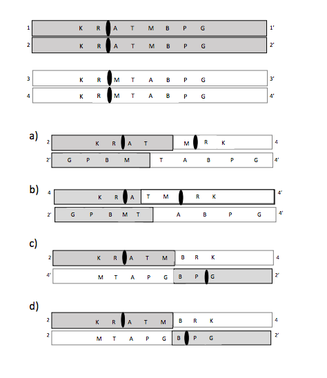 Solved What is the potential combination of crossover | Chegg.com