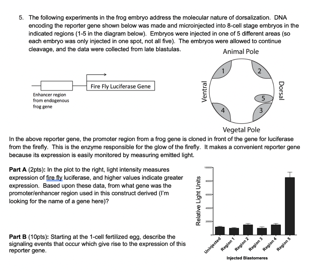 5. The following experiments in the frog embryo | Chegg.com