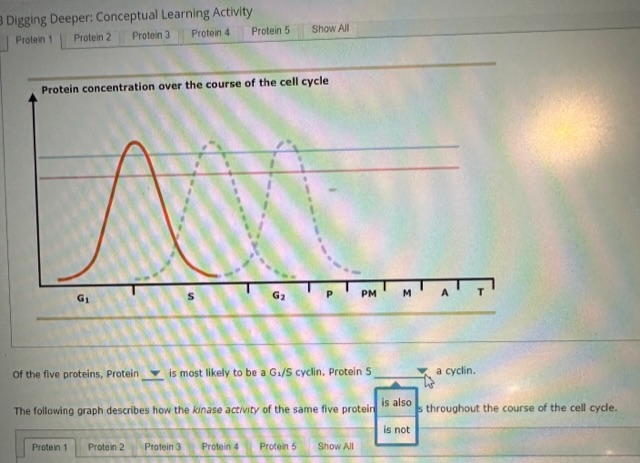 Solved Protein concentration over the course of the cell | Chegg.com