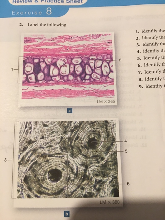 Solved Review &PracticeSheet Exercise 2. Label the | Chegg.com