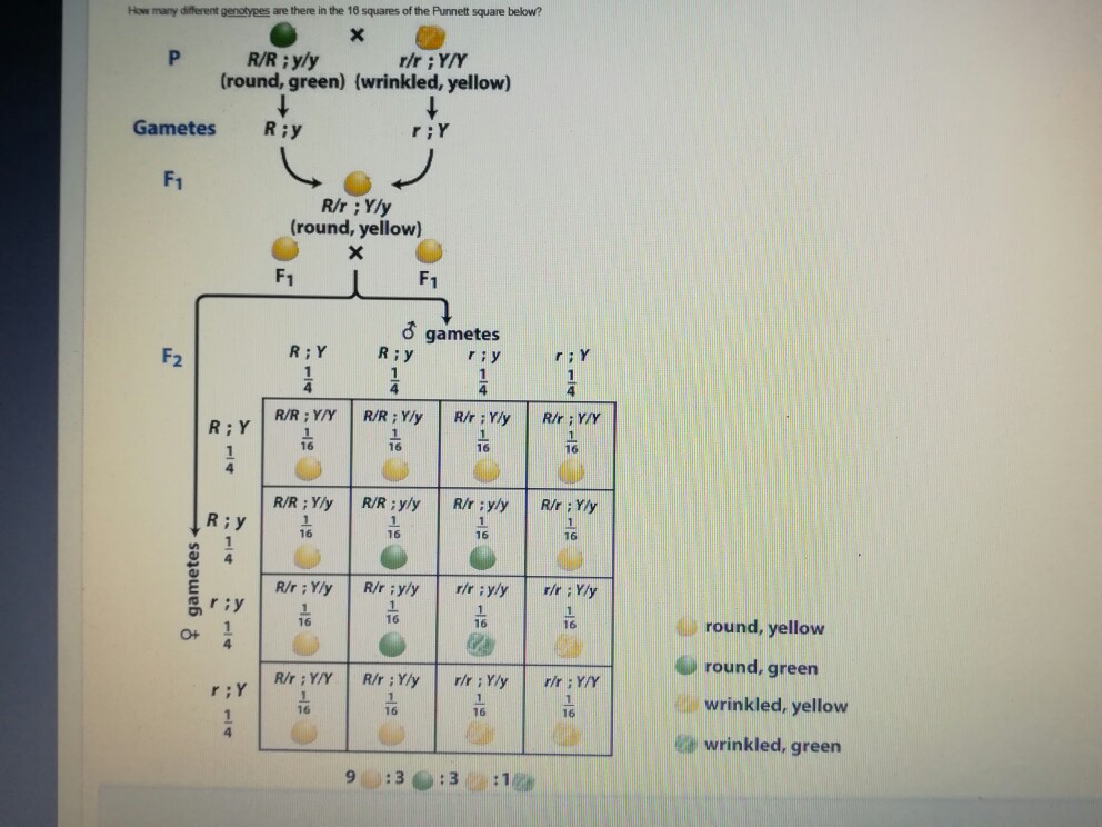 Solved QUESTION 5 How many different genotypes are there in | Chegg.com