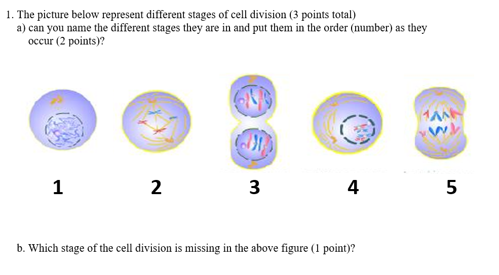 Solved 1. The picture below represent different stages of | Chegg.com