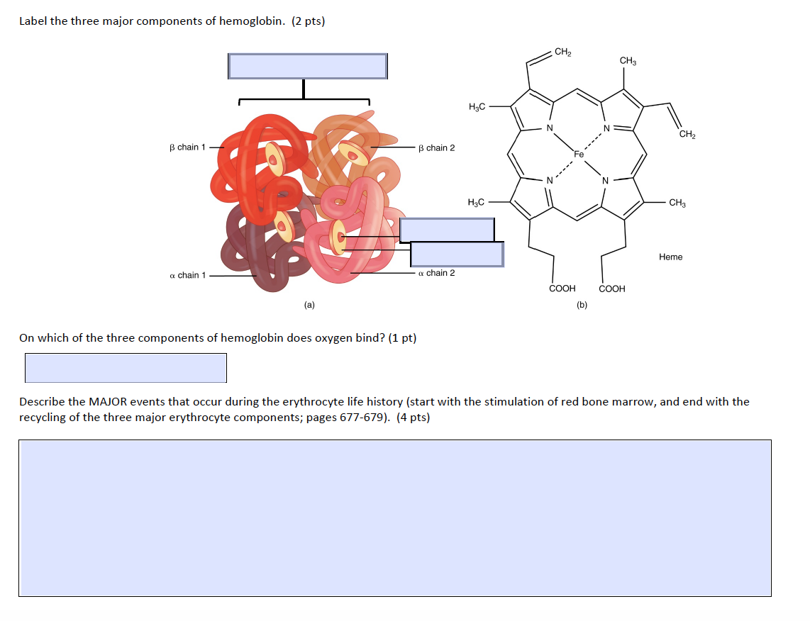 Solved Label the three major components of hemoglobin. (2 | Chegg.com