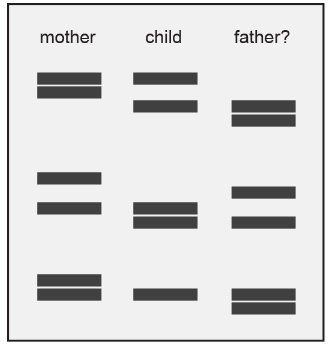 Solved You are conducting a paternity test to determine | Chegg.com