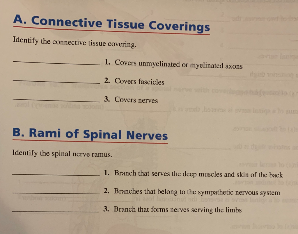 Solved A. Connective Tissue Coverings Identify the | Chegg.com