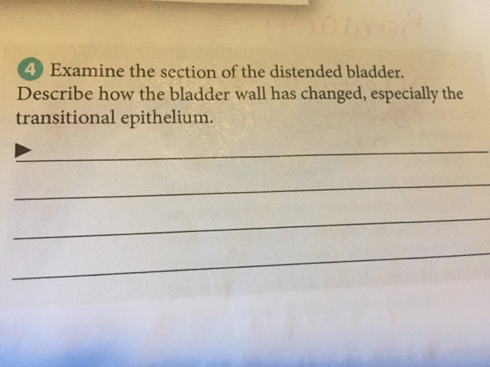 Solved 4 Examine the section of the distended bladder. | Chegg.com