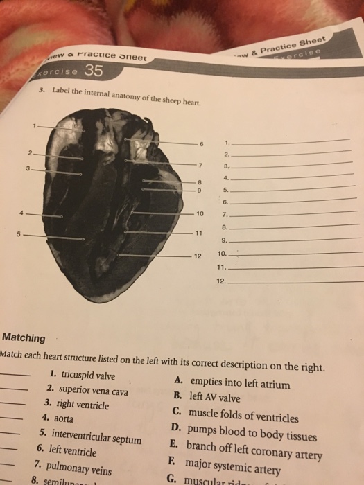 Solved Sheet Practice rcise ise 35 xerc s. Label the | Chegg.com