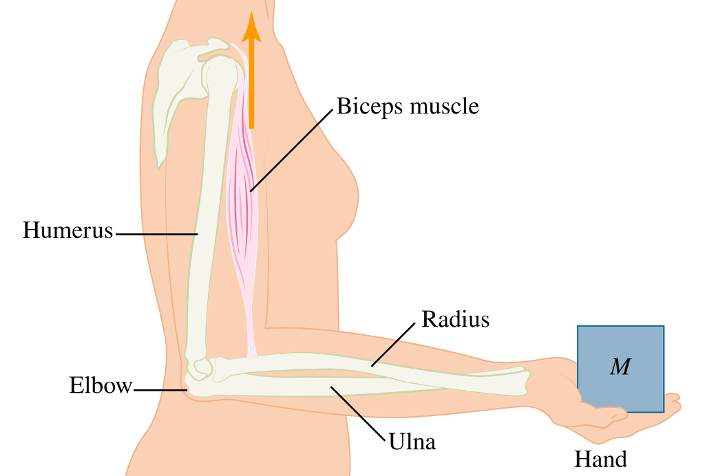 Solved The bones of the forearm (radius and ulna) are hinged | Chegg.com