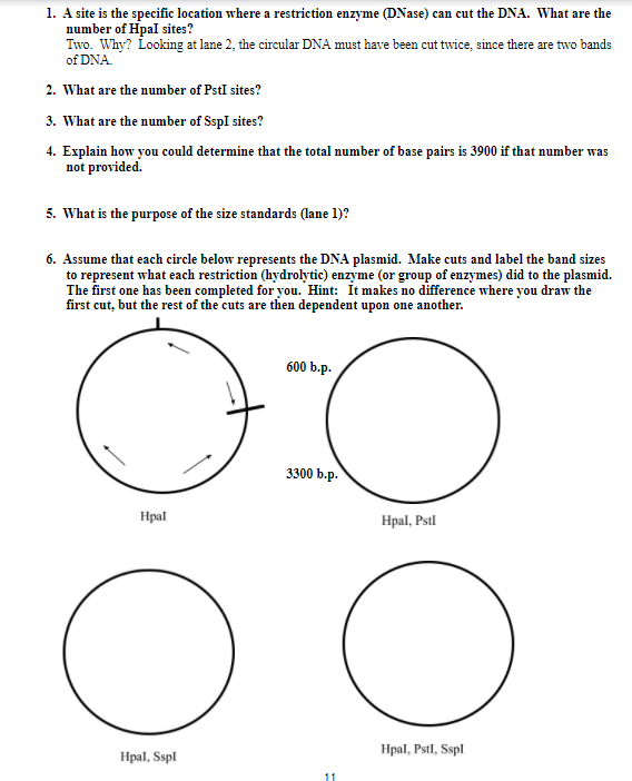 Solved Lab Supplement for Exercise 12: Restriction Mapping | Chegg.com