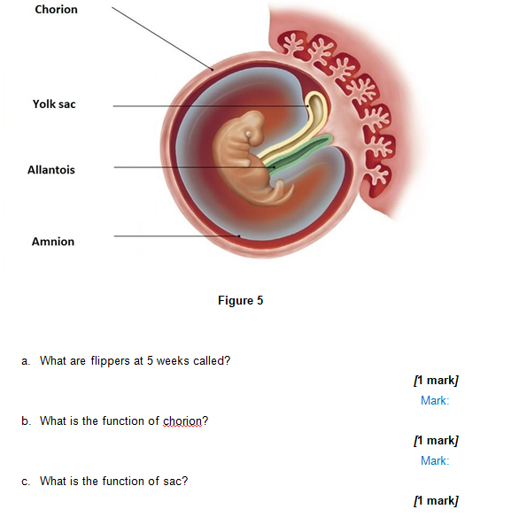 Solved Chorion Yolk sac Allantois Amnion Figure 5 a. What | Chegg.com