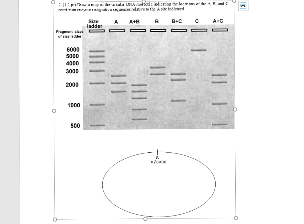 Solved 2. (12 pt) Draw a map of the circular DNA molecule | Chegg.com