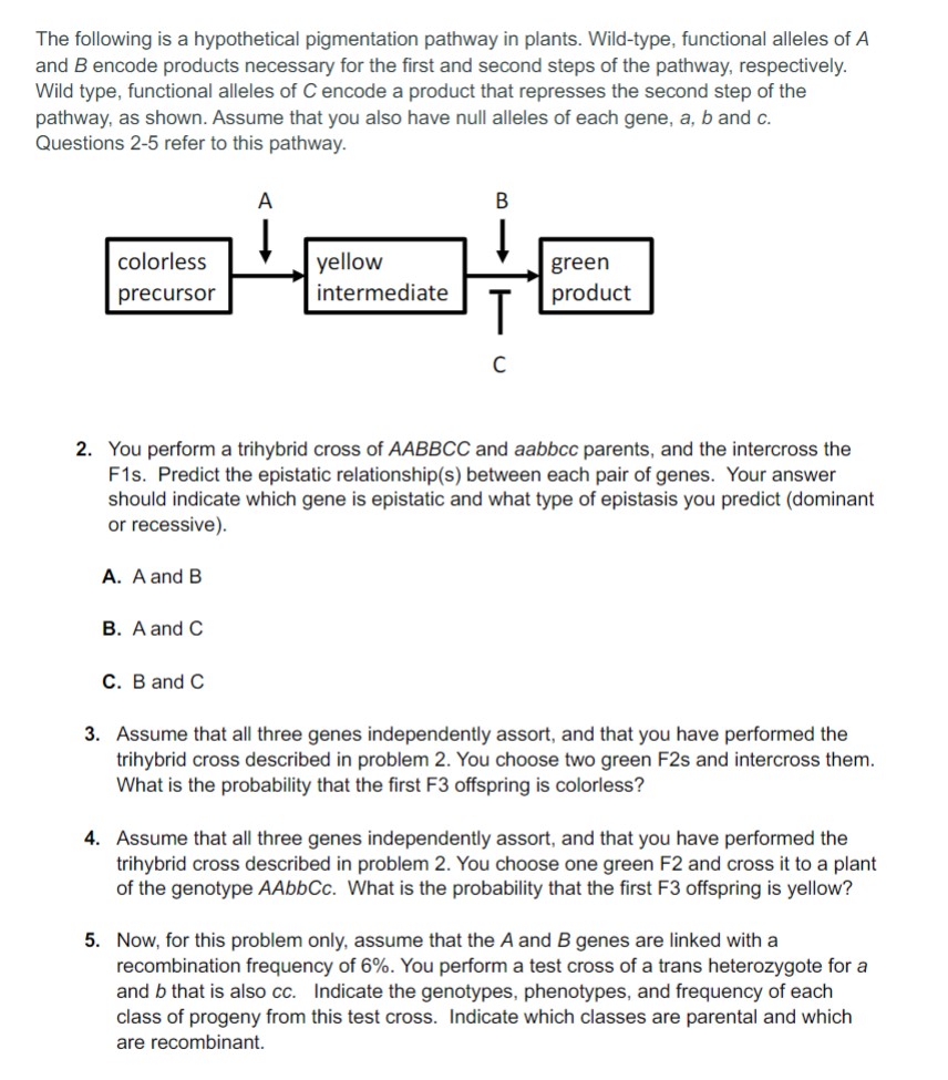 Solved The following is a hypothetical pigmentation pathway | Chegg.com