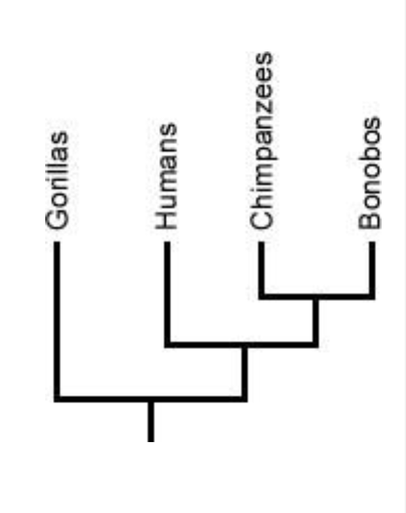 Solved are humans closer relative to chimpanzees or | Chegg.com