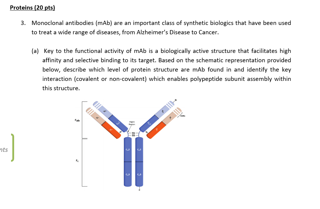 Solved Proteins (20pts) 3. Monoclonal antibodies (mAb) are | Chegg.com