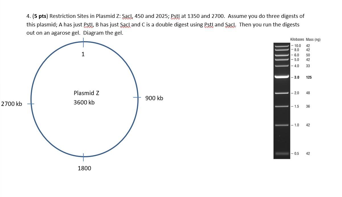 Solved 4. (5 pts) Restriction Sites in Plasmid Z: Sacl, 450 | Chegg.com