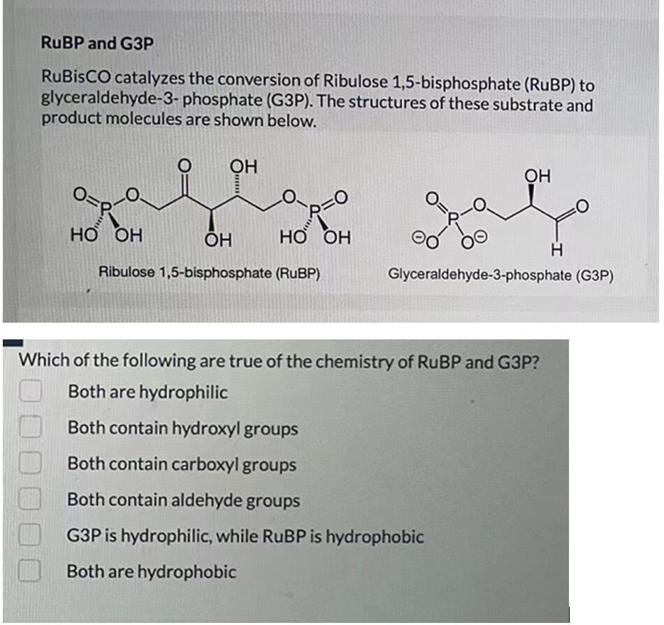Solved RuBP and G3P RuBisCO catalyzes the conversion of | Chegg.com