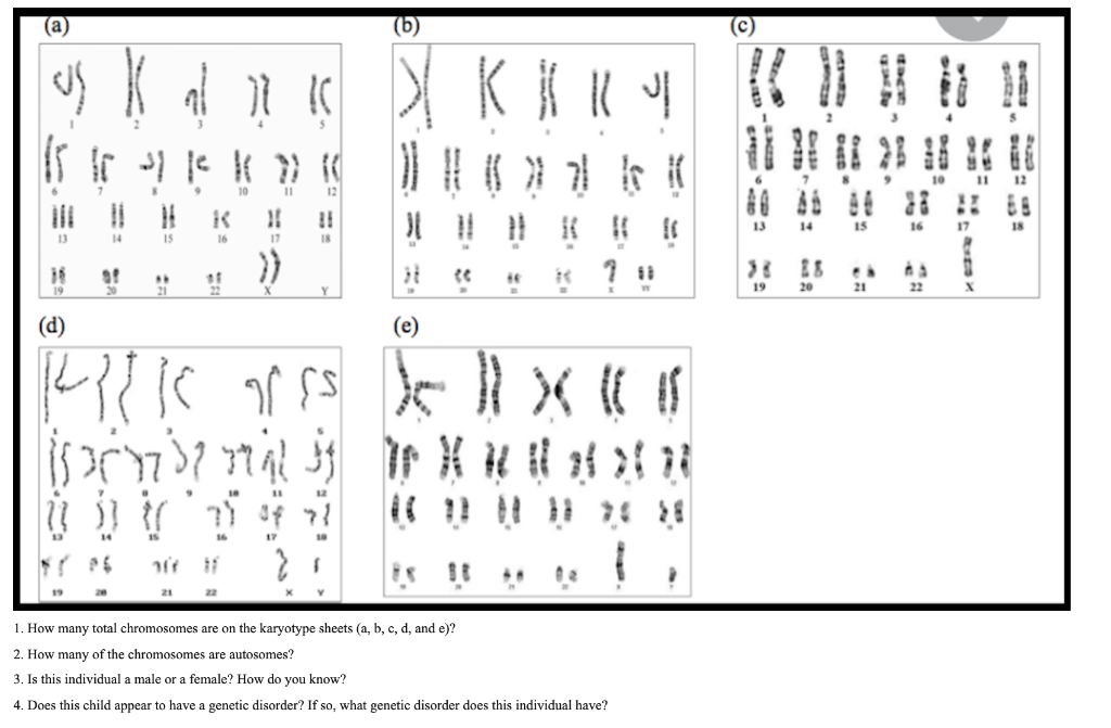 Solved compare these Karyotypes by answering these | Chegg.com