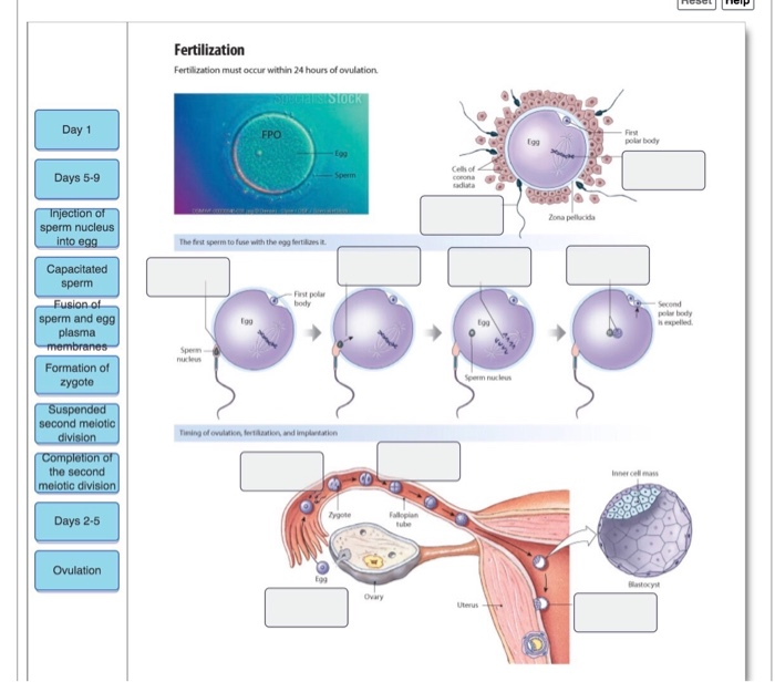 Solved Fertilization Fertilization must occur within 24 | Chegg.com