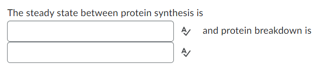 Solved The steady state between protein synthesis is A and | Chegg.com