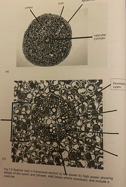 Solved PLANT STRUCTURE: STEMS AND ROOTS ROOT ANATOMY: Q: | Chegg.com
