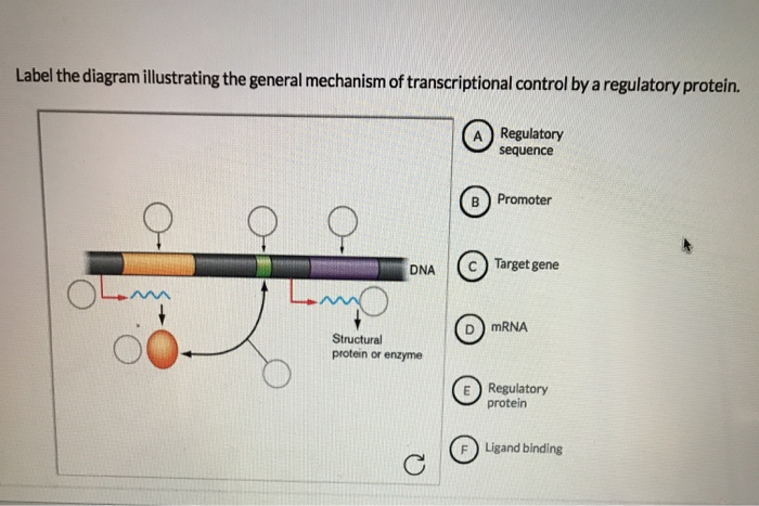 Solved Label the diagram illustrating the general mechanism | Chegg.com