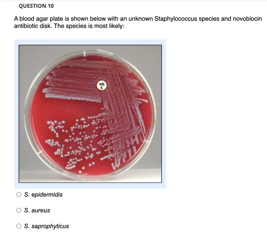 Staphylococcus Epidermidis Agar Plate