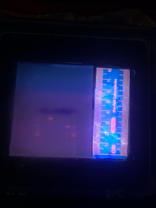 Solved Describe your results: for each fragment (insert and | Chegg.com