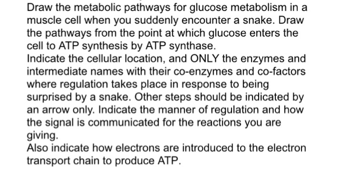 Solved Draw the metabolic pathways for glucose metabolism in | Chegg.com