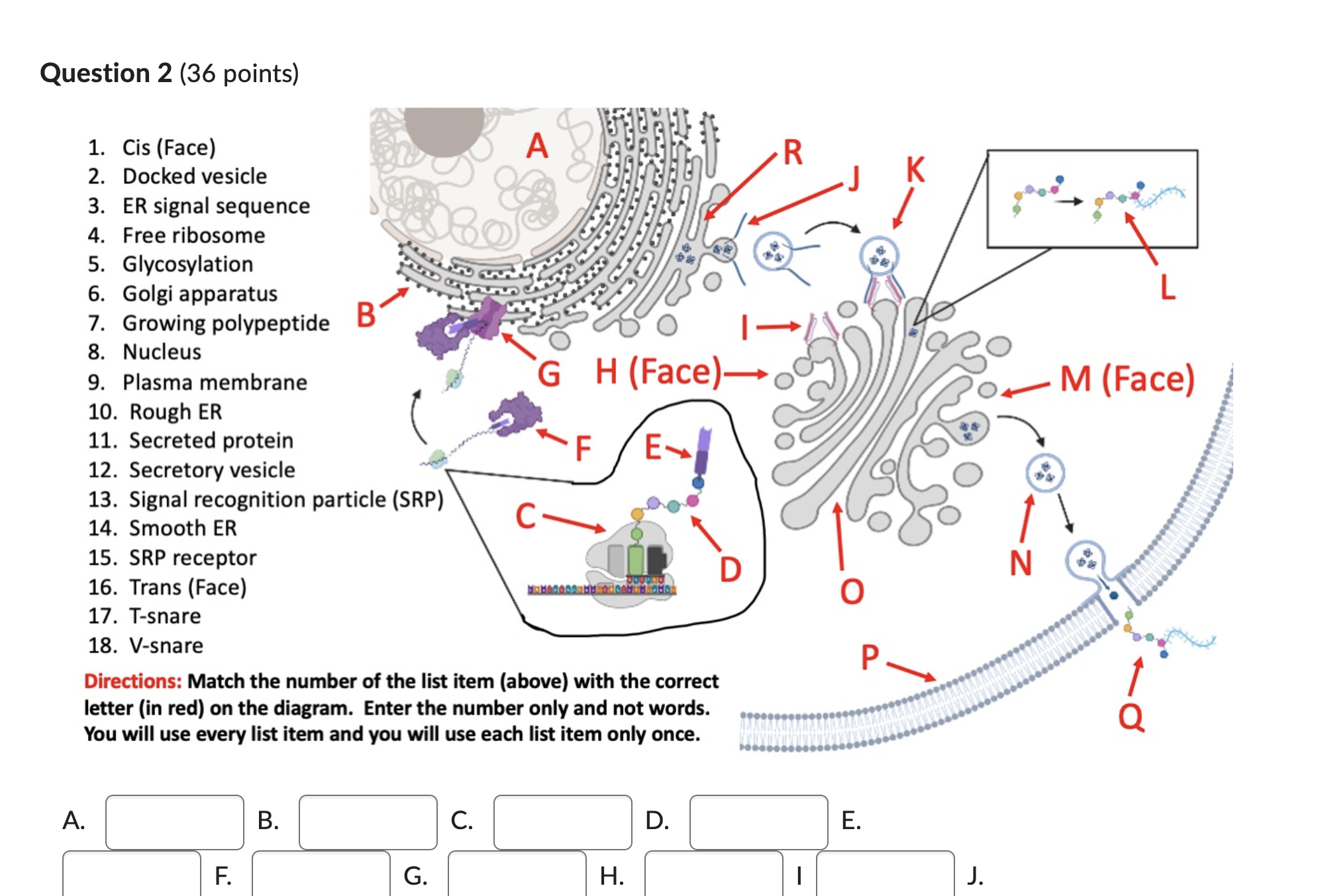 1. Cis (Face) 2. Docked vesicle 3. ER signal sequence | Chegg.com