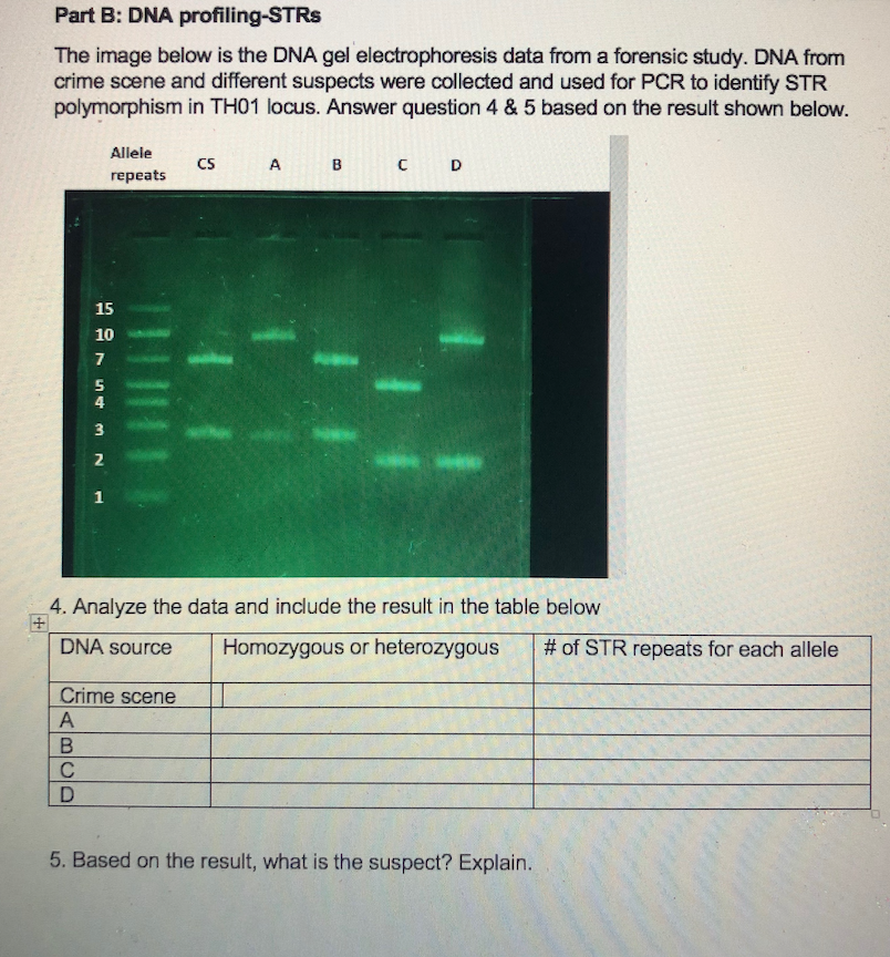 Solved Part B: DNA profiling-STRS The image below is the DNA | Chegg.com