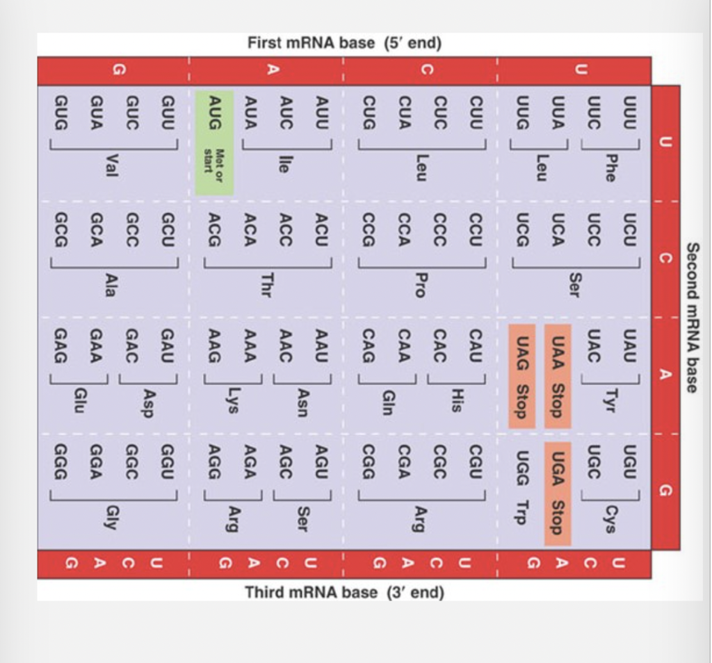 43 Figure showing the 5′ end of a hypothetical | Chegg.com