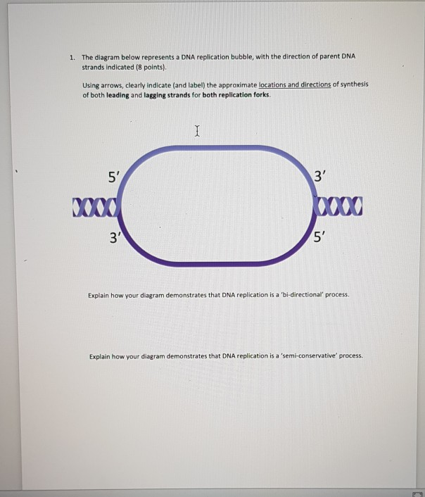 Solved 1. The diagram below represents a DNA replication | Chegg.com