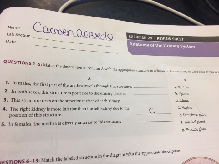 Solved Carmen acesedo Name Lab Section Date EXERCISE 29 | Chegg.com