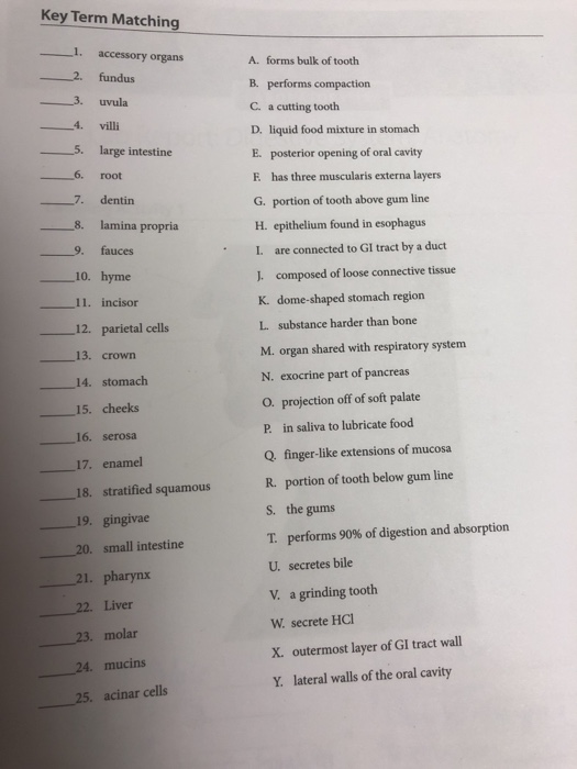 Solved Key Term Matching -1. accessory organs A. forms bulk | Chegg.com