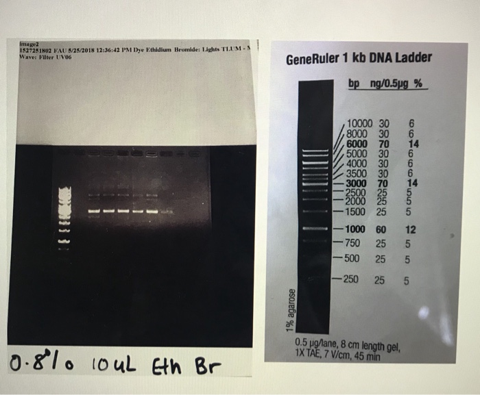 Solved I need help interpreting this gel? I am confused to | Chegg.com