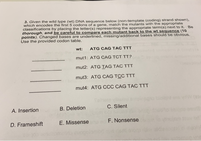 Solved 3. Given the wild type (wt) DNA sequence below | Chegg.com