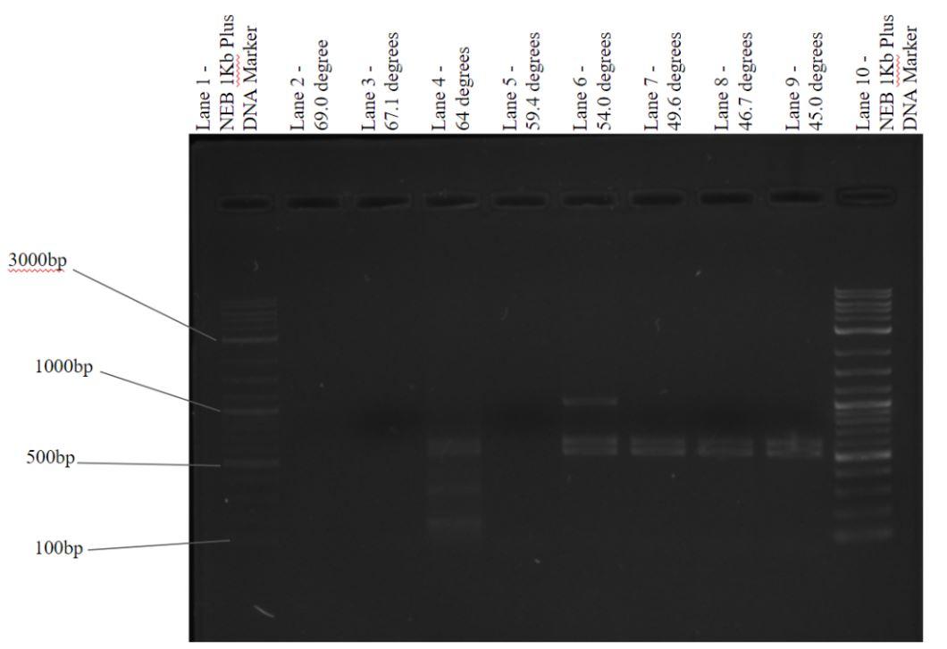Solved D1S08 Gradient PCR Questions: Below there are 3 | Chegg.com