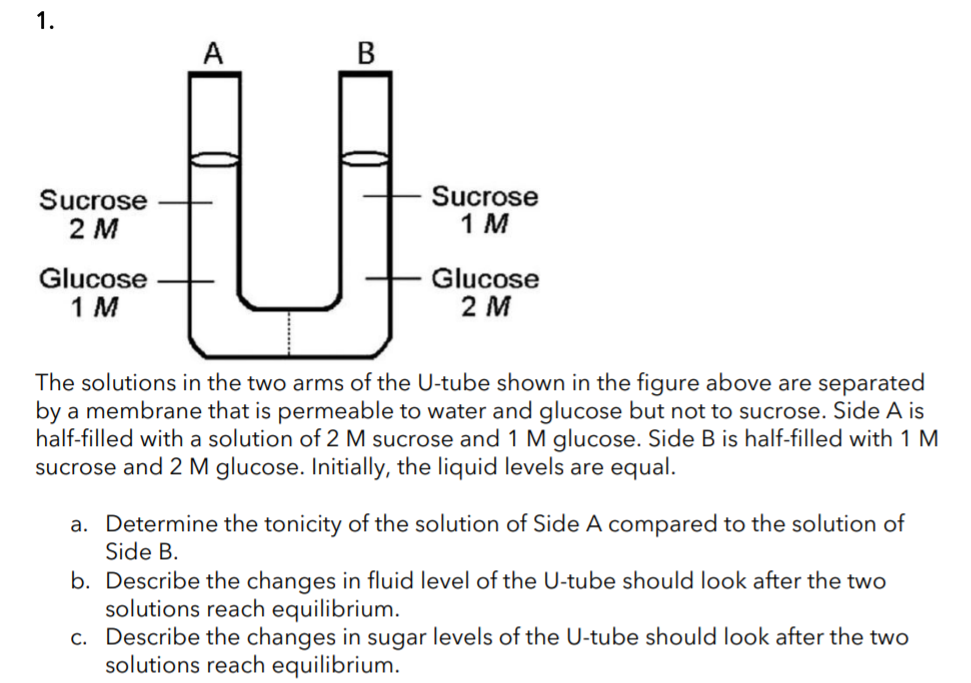 Solved 1. A B Sucrose 2M Sucrose 1M Glucose 1M Glucose 2 M | Chegg.com