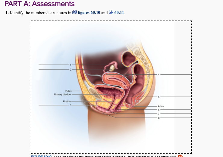 Solved FIGURE 60.10 Label the major structures of the female | Chegg.com