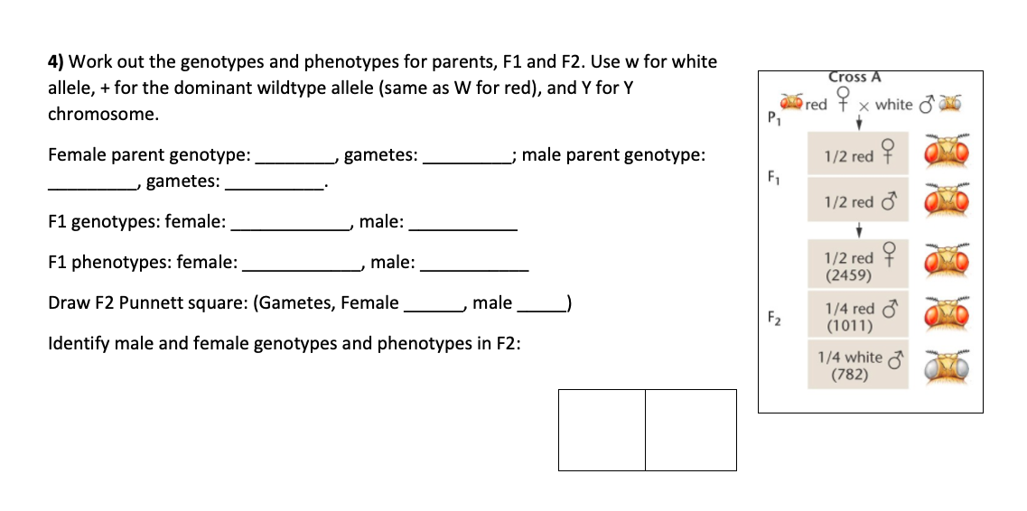 Solved Cross A 4) Work out the genotypes and phenotypes for | Chegg.com