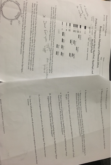 21-1175 Restriction Mapping of Plasmid DNA Problem | Chegg.com