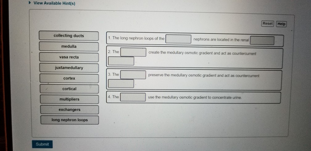 Solved View Available Hint(s) Reset Help collecting ducts . | Chegg.com