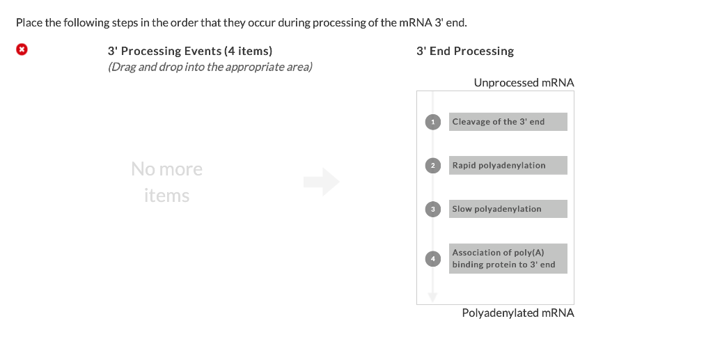Solved Place the following steps in the order that they | Chegg.com