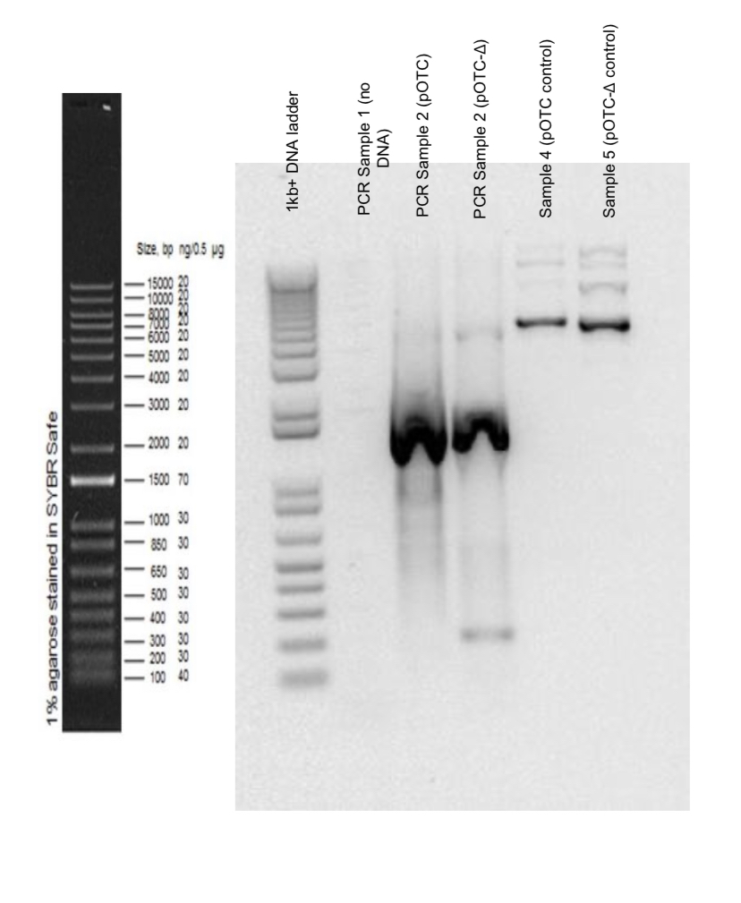 Solved Analysis of your PCR results on the gel (Refer to | Chegg.com