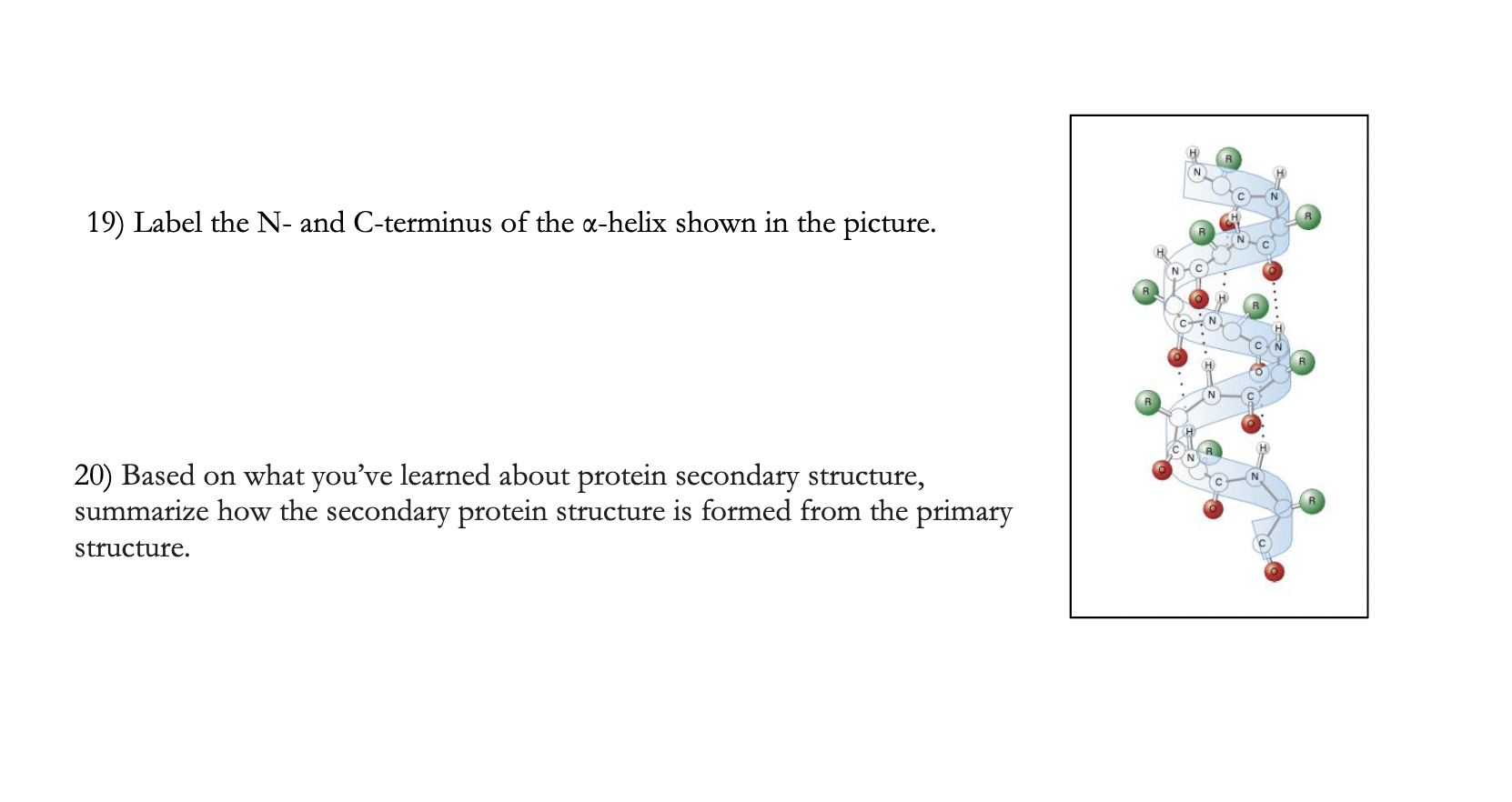 Solved 16. Compared to a β-sheet, how many strands form an | Chegg.com