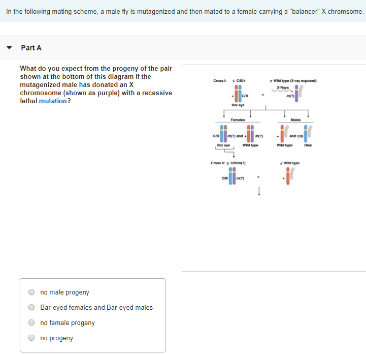 Solved the hunchback protein occurs along a gradient, where | Chegg.com