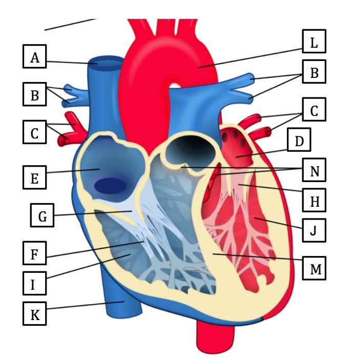 Solved Label the heart by matching the Letter Label to the | Chegg.com